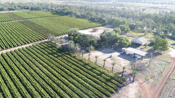 22 hectare Queensland winery for sale | The Property Tribune