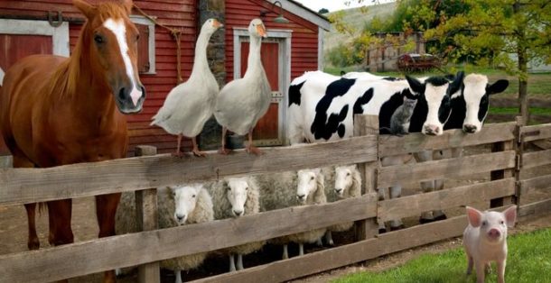 Victorian farm used in Charlotte's Web for sale | The Property Tribune