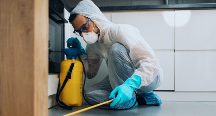 How Much Does Pest Control Cost in 2023? | The Property Tribune